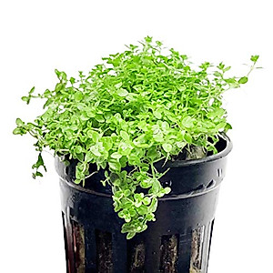 Planterest - Dwarf Baby Tears Hemianthus Callitrichoides 'Cuba' Potted Live Aquarium Plant Tropical Freshwater Decorations BUY2GET1FREE