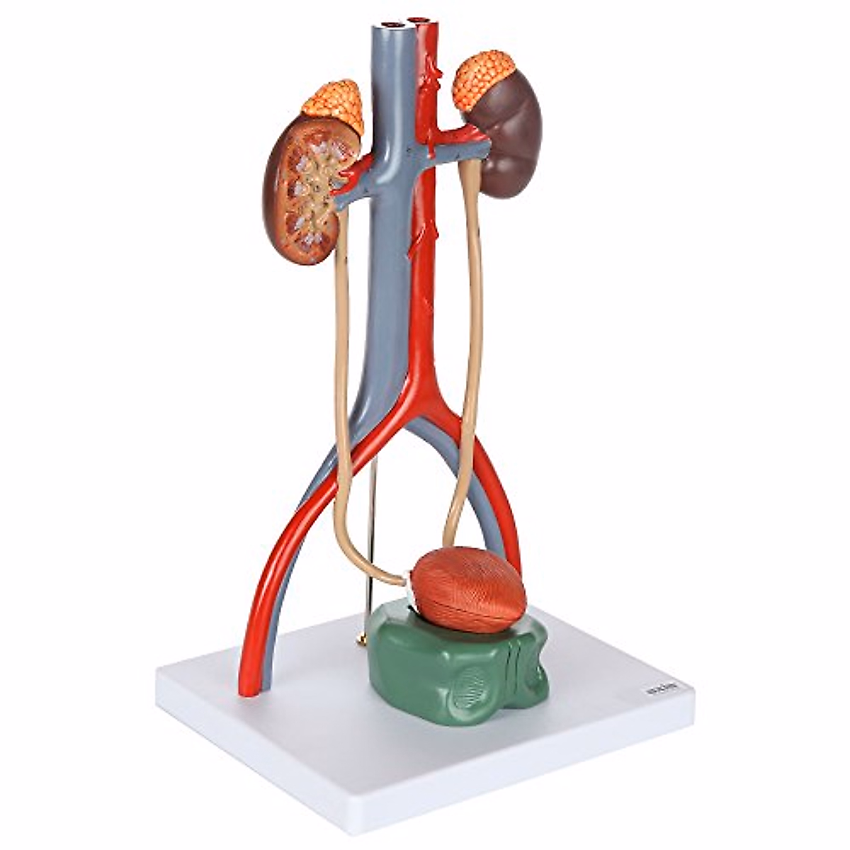 Axis Scientific Anatomy Model of Male Urinary System | Urinary System Model is 13.5 Inches Tall | Features Kidneys with Adrenal Glands, Ureters, and Bladder | Includes Product Manual