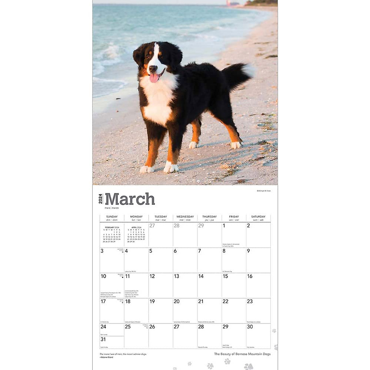 The Beauty of Bernese Mountain Dogs | 2024 12 x 24 Inch Monthly Square Wall Calendar | Sticker Sheet | StarGifts | Animals Breeds