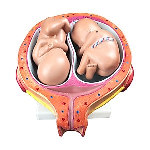 Jackson Global JS00073 Fetus Development Model | Set of 8 Models，14 Pieces in Total | Key Anatomical Features Labelled with Accompanying Key Card