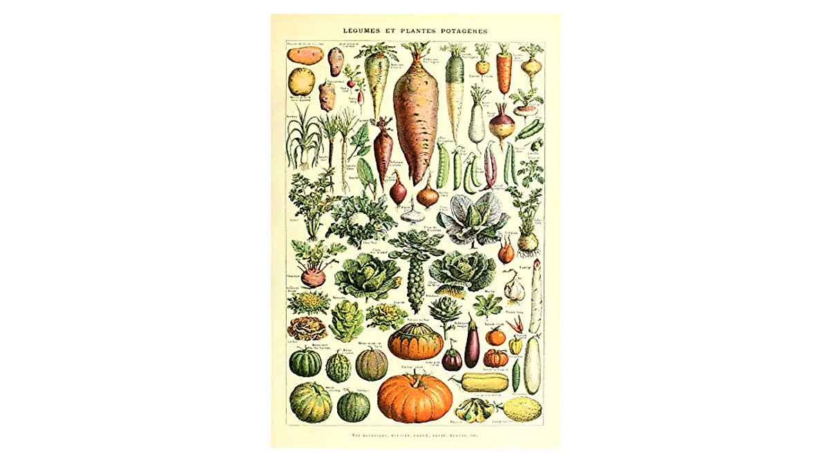 Vintage Biology Botanical Art Prints - Set of 6 Wall Decor