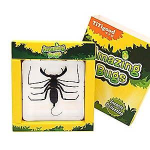 Animal Insect Whip Scorpion Specimen Taxidermy Paperweight for Science Education