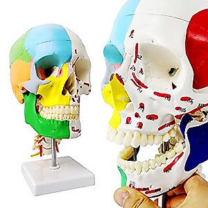 Evotech Scientific Didactic Human Skull Model, with 7 Cervical Vertebrae, Nerve and Artery, W/Muscle Inerstion and Origin Painted and Marked, Supplied with Color Instruction Guide