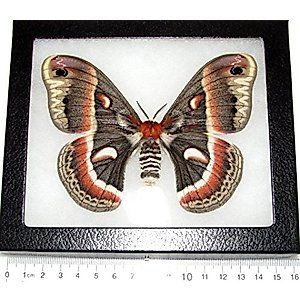 BicBugs Hyalophora cecropia Female Real Framed Moth USA