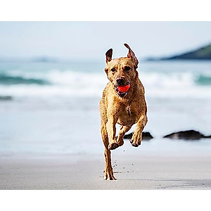 Chuckit! Medium Fetch Ball 2.5", 2 Pack (Colors Vary)