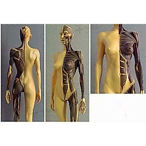 ALKITA 30CM Human Anatomical Anatomy Skull Head Body Muscle Bone Resin Model Female Golden
