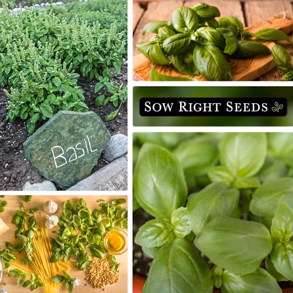 Sow Right Seeds - Genovese Sweet Basil Seed for Planting - Heirloom, Non-GMO with Instructions to Plant and Grow a Kitchen Herb Garden - Great Gardening Gift - Minimum of 500mg per Packet (1)