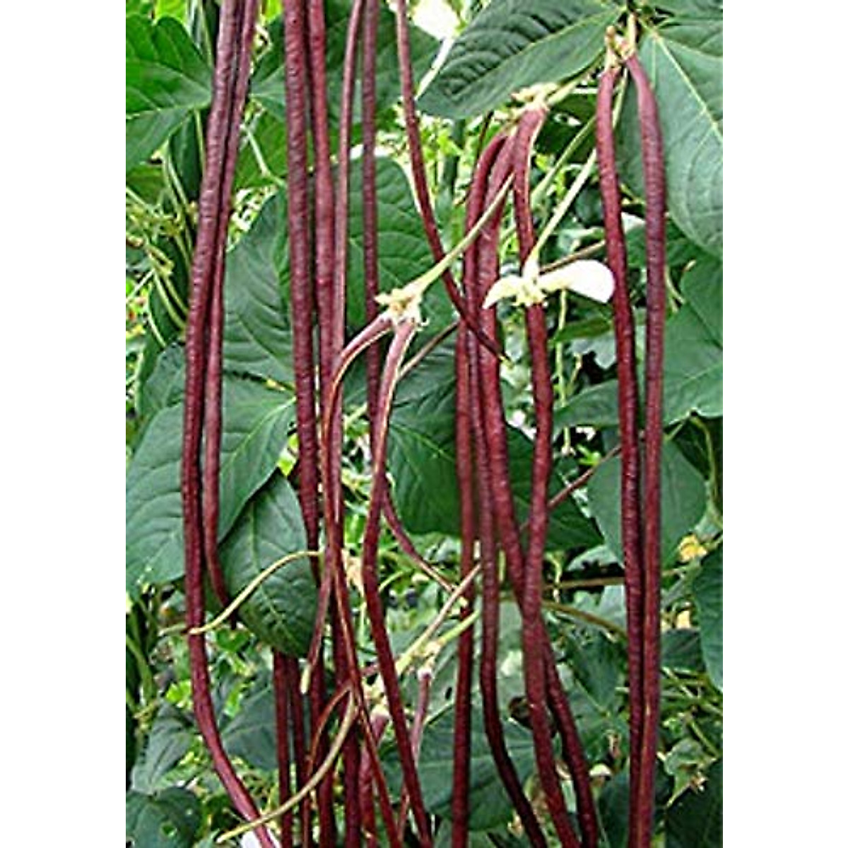 50+ Green or Red Cowpea Yard Long Bean Seeds Yardlong Beans Heirloom Non-GMO Vegetable