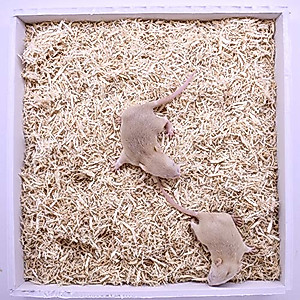 MiceDirect 20 Pup Rats: Pack of Frozen Pup Feeder Rats - Food for Corn Snakes, Ball Pythons, Lizards and Other Pet Reptiles - Freshest Snake Feed Supplies