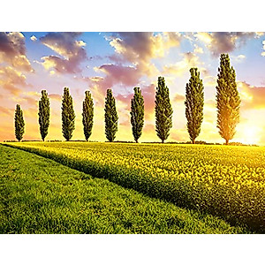 5 Lombardy Poplar Trees - Rare and Unique Privacy Tree - Very Fast Growing