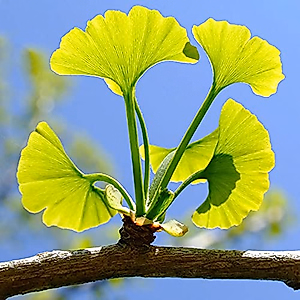 QAUZUY GARDEN 100 Rare Ginkgo Biloba Seeds, Gingko, Fossil Tree, Maidenhair Tree, Yinhsing Seeds - Showy Bonsai Accent Specimen Plant Tree & Great Gardening Gift