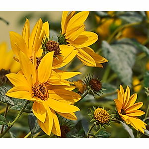 Perennial Sunflower Seeds for Planting - Plant & Grow Maximilian Sun Flowers in Your Home Outdoor Garden - 500 Non GMO Heirloom Seeds - Full Planting Packet with Instructions for Easy Grow, 1 Packet