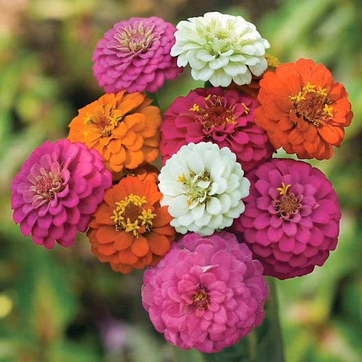 Zinnia Seeds (Dwarf) - Thumbelina - Packet - Pink/Red/Orange Flower Seeds, Heirloom Seed Attracts Bees, Attracts Butterflies, Attracts Hummingbirds, Attracts Pollinators, Easy to Grow & Maintain