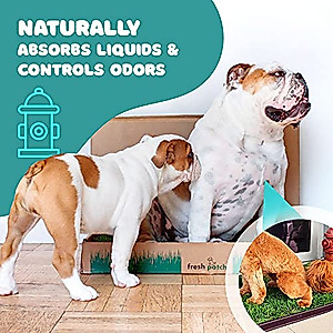 Fresh Patch Standard - Real Grass Pee and Potty Training Pad for Dogs Under 15 Pounds - Indoor and Outdoor Use - 16 Inches x 24 Inches