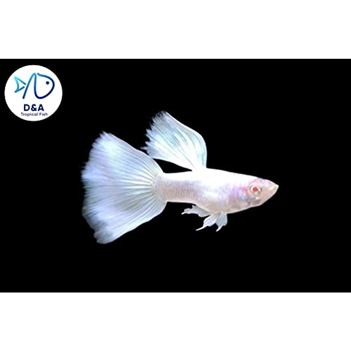 D&A Tropical Live Fish - ABINO Platinum Guppy Live Fish, Female and Male Guppies Live Fish for Aquariums, Live Fish Freshwater (1 Trio (1 Male,2 Female))