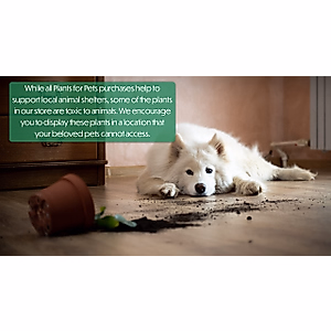 Dieffenbachia Live Plant, Dumbcane Live House Plants Indoors Live Indoor Plants, Mother in Law Tongue Plant Live Plants Indoor Plants Live Houseplants, Indoor Plant House Plant Live by Plants for Pets