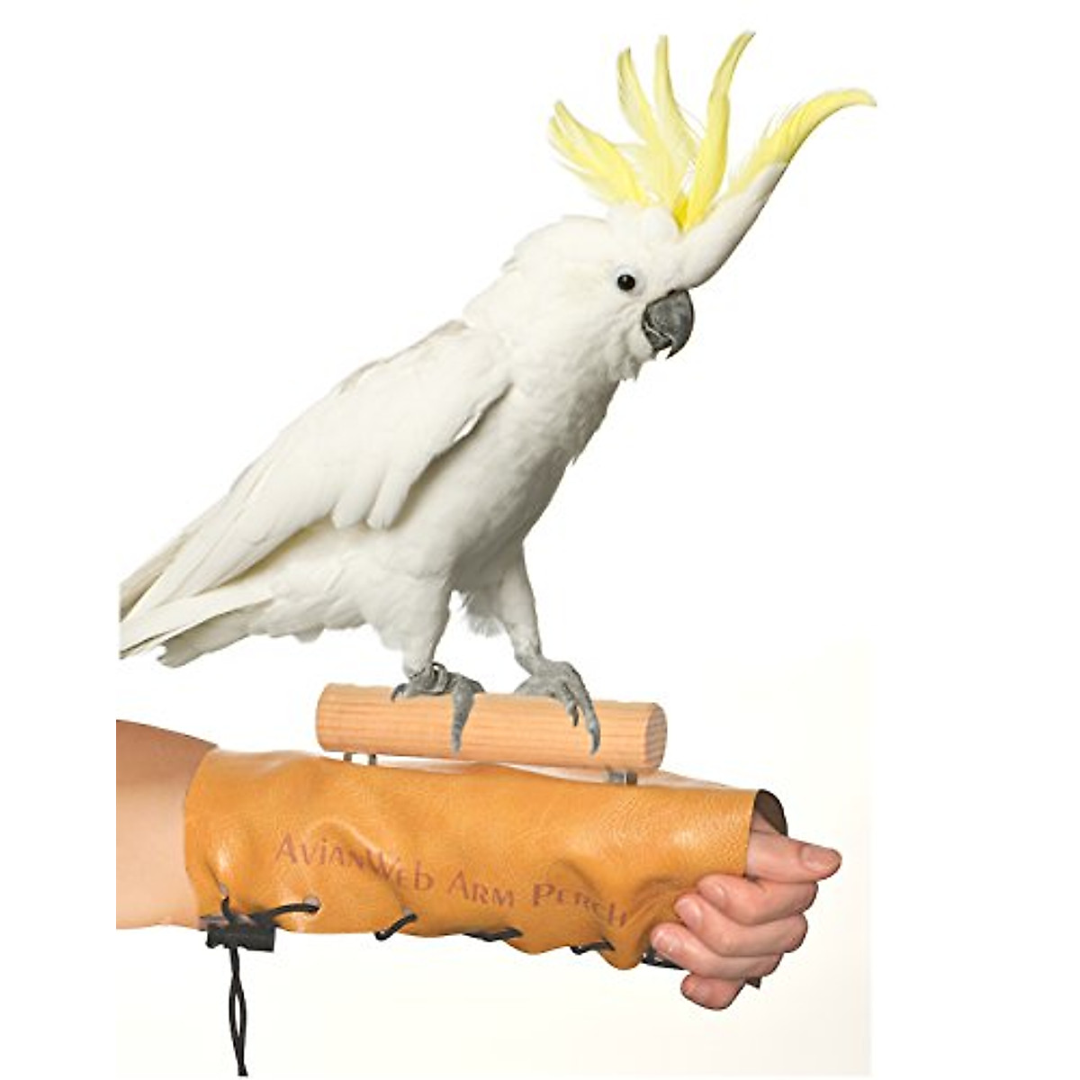 Avianweb™ Arm & Hand Perch (Large (1.5" Dowel))