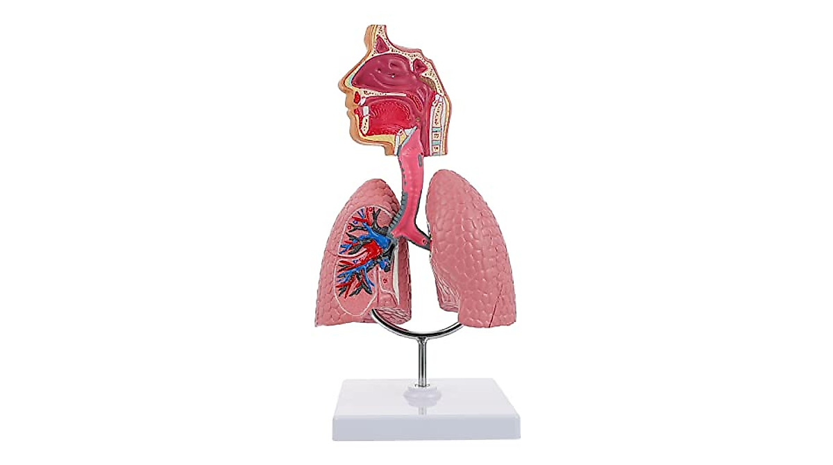 Realistic Respiratory Lung Model for Education & Training