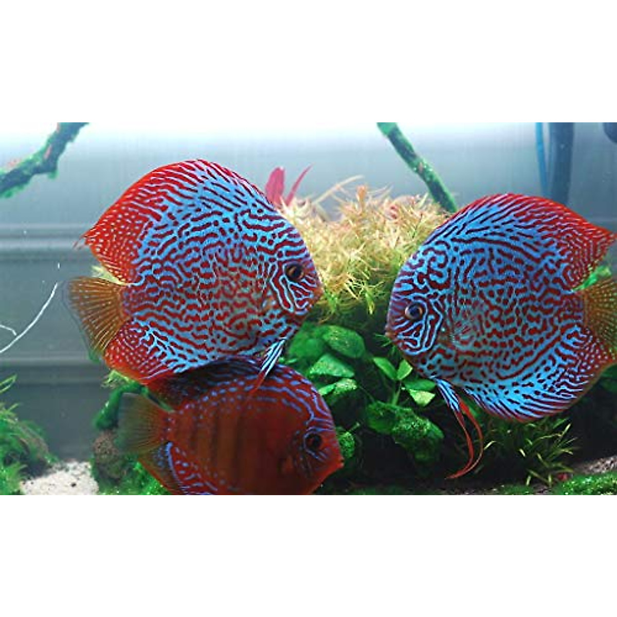 A.D.P. Fish Booster Bits Variety All Discus & Tropical Fish Food Mini Slow Sinking Pellets Grow Faster & Color Enhancing High Protein 47% for Goldfish & Aquarium Tropical Fish 60 g. Small Fish Feed