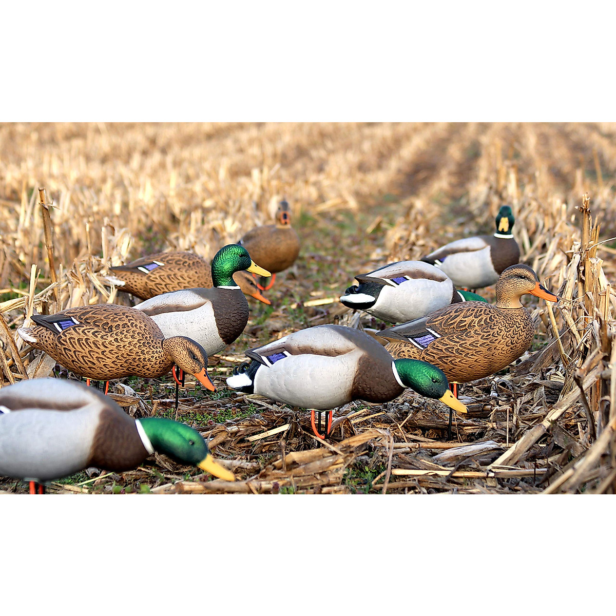 Flambeau Outdoors 8700FBU Storm Front 2 Mallard Decoys, Full Body - 6-Pack