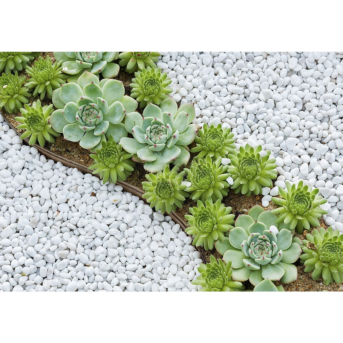 800+ Mix Succulent Seeds Rare Perennial DIY Bonsai Ornamental Plant Succulent Seeds for Planting Indoor and Outdoor