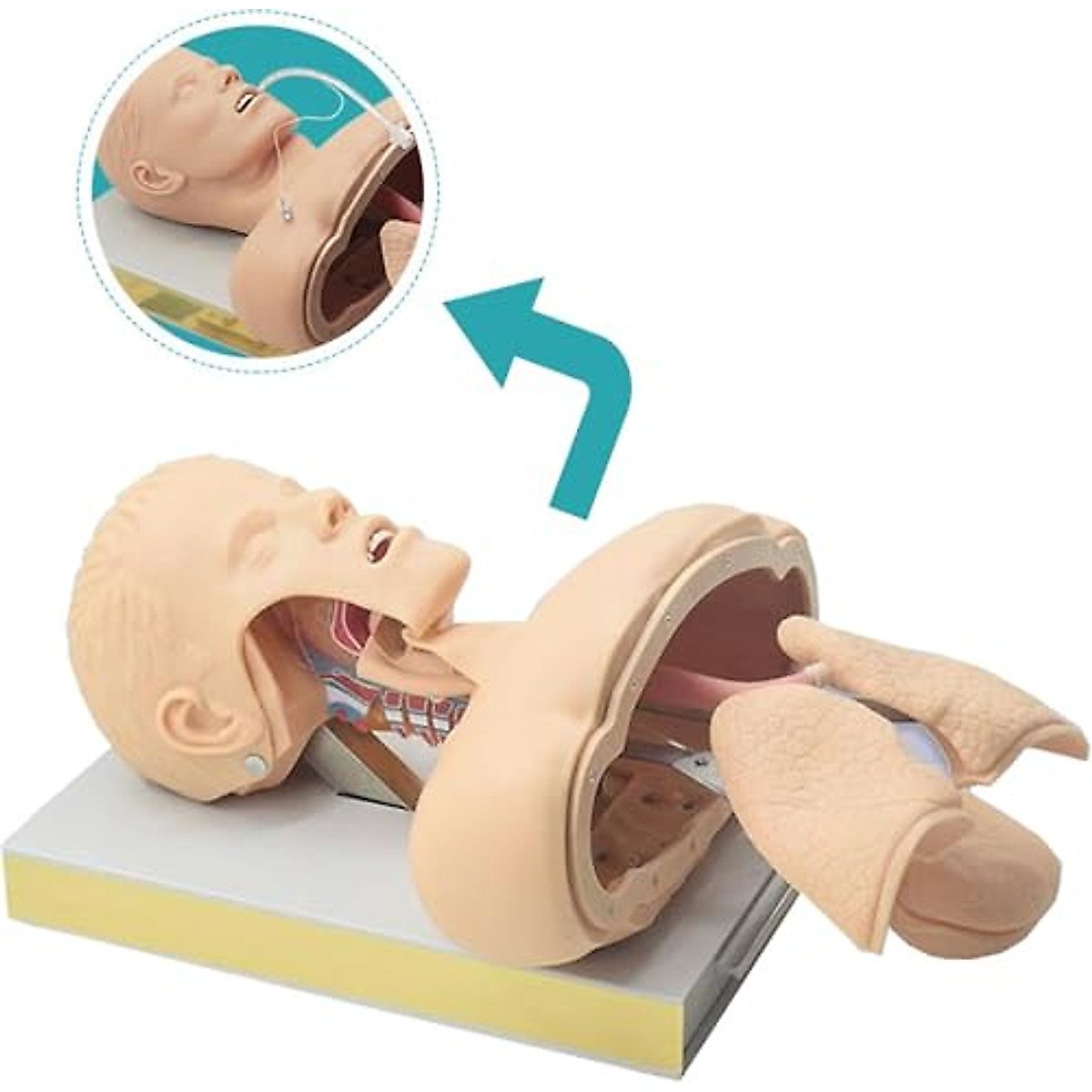 Oral Nasal Intubation Manikin, Advanced Human Tracheal Intubation Training Model Airway Management Practice Mold Teaching Instrument Demonstration Anatomical Structure