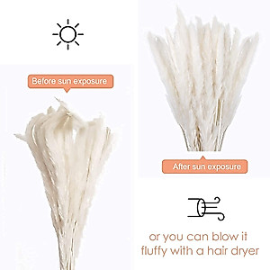 30 Pcs White Pampas Grass ,17 inch/45 cm Natural Dried Pampas Grass Branches Decor for Home Kitchen Garden Party Photographing Flower Arrangement Vase Decor（White
