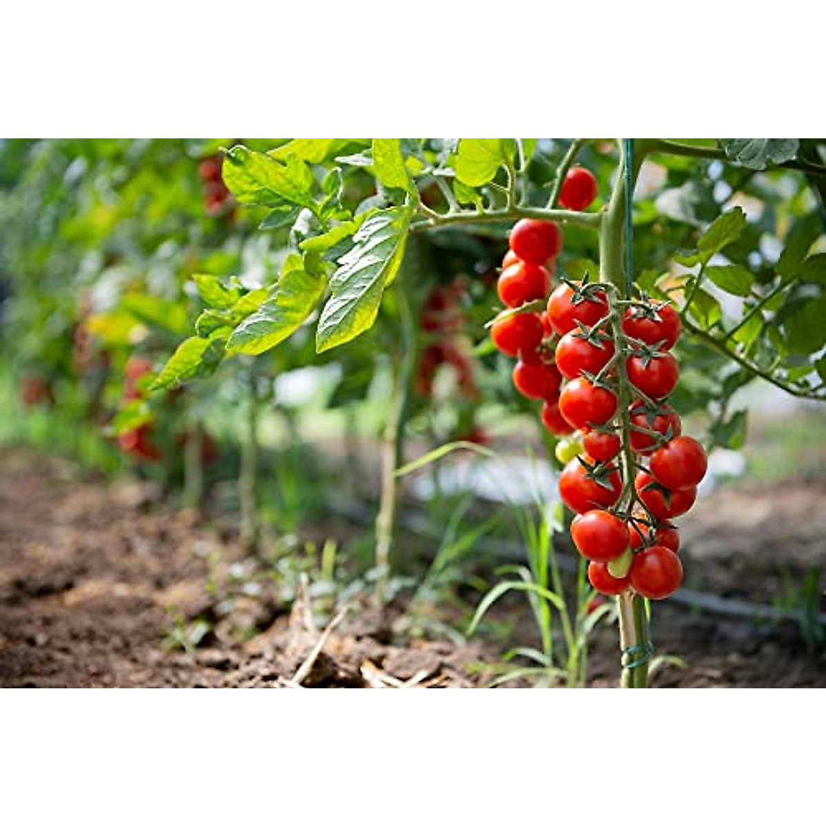 Small Red Cherry Tomato Seeds, 500 Heirloom Seeds Per Packet, (Isla's Garden Seeds), Non GMO Seeds, Botanical Name: Solanum lycopersicum