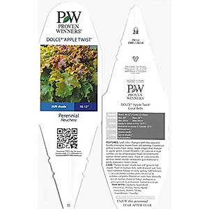 Proven Winners HEUPWP2127800 Dolce Apple Twist Coral Bells Live Plant, 4.5 in. Quart, Bright Green Foliage