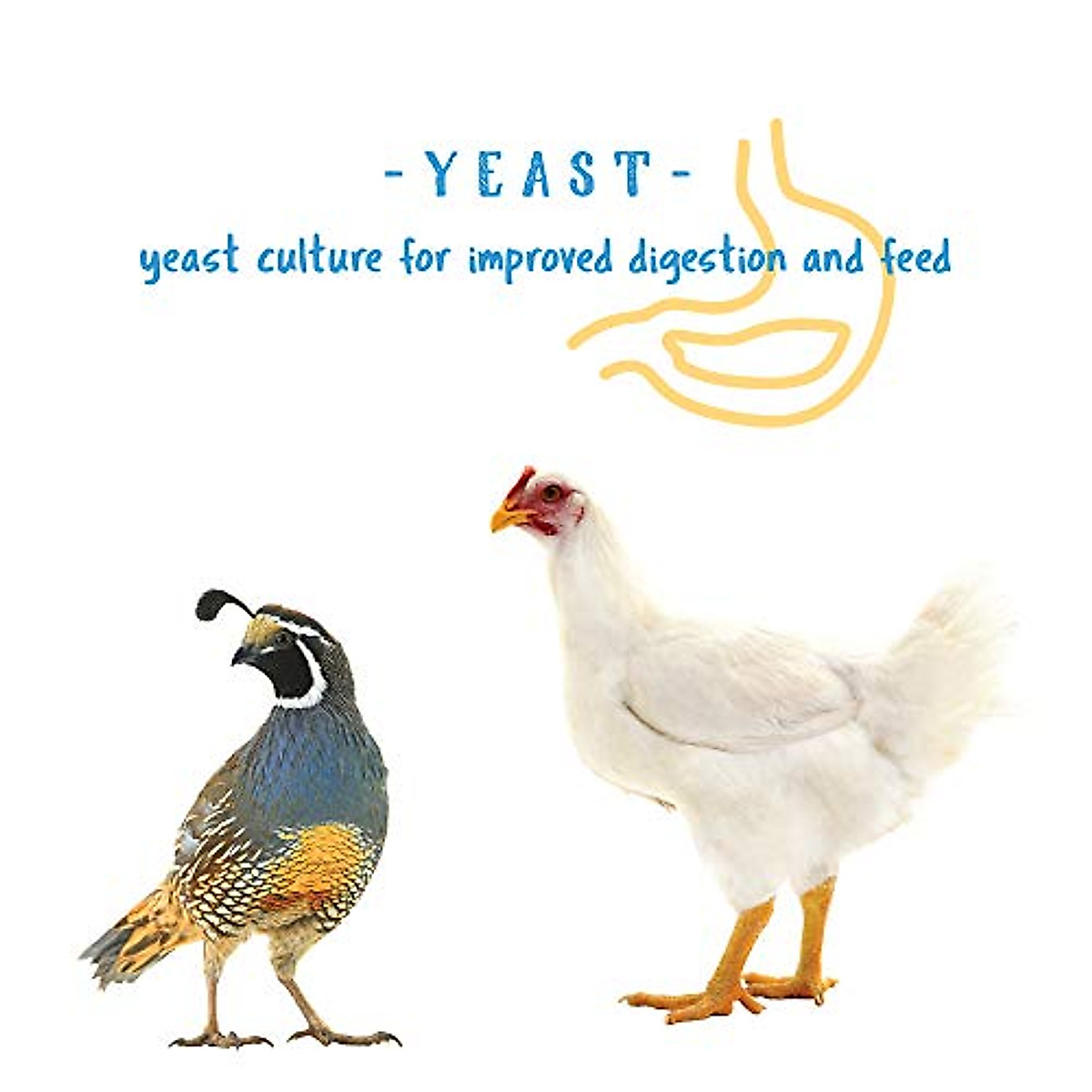 Manna Pro Gamebird Showbird Crumbles|Formulated for birds with Vitamins & Minerals|5 Pounds