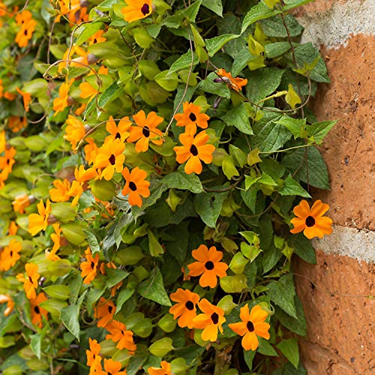 Outsidepride Thunbergia Orange Black-Eyed Susan Climbing & Vining Plants - 100 Seeds