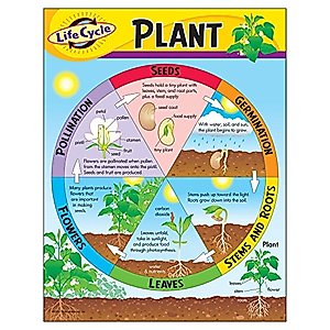 TREND ENTERPRISES, INC. Life Cycle of a Plant Learning Chart, 17" x 22"