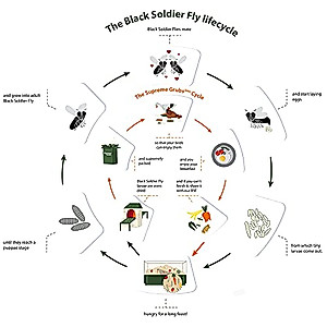 Supreme Grubs Natural Black Soldier Fly Larvae for Chickens, 85X More Calcium Than Mealworms-High Protein Grub Food Chicken Treats for Hens, Probiotic-Rich Chicken Feed, Calcium-Dense Bird Treat 5lb