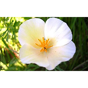White Linen California Poppy Seeds for Planting, 1000+ Flower Seeds Per Packet, (Isla's Garden Seeds), Non GMO Seeds, Scientific Name: Eschscholzia californica, Great Home Garden Gift