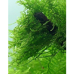 Aquarium Plants Galore Live Java Moss