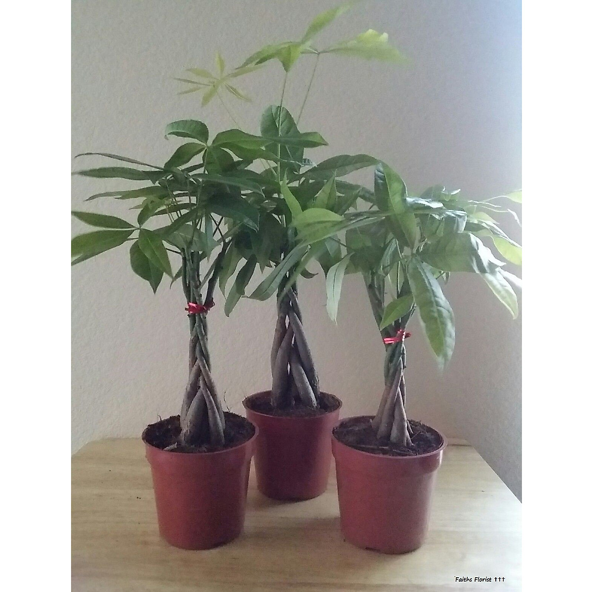 M&M BONSAI BRAIDED MONEY TREE IN TRAINING POT by M&M BONSAI