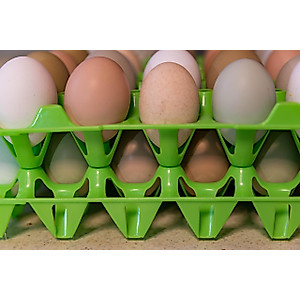 My Favorite Chicken 10 Pack Plastic Egg Flat Carton Tray Holds 30 Eggs Reusable Washable