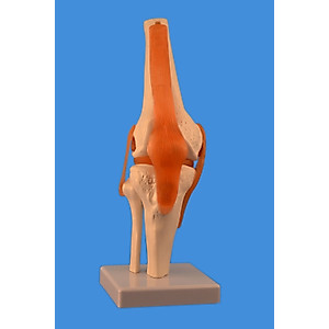 Wellden Product Anatomical Human Knee Joint Model, w/Ligaments, Functional, Life Size