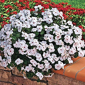 Outsidepride Vinca Periwinkle Cascade Polka Dot Garden Flower, Ground Cover, & Container Plants - 50 Seeds