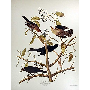 Rusty Grakle. From"The Birds of America" (Amsterdam Edition)