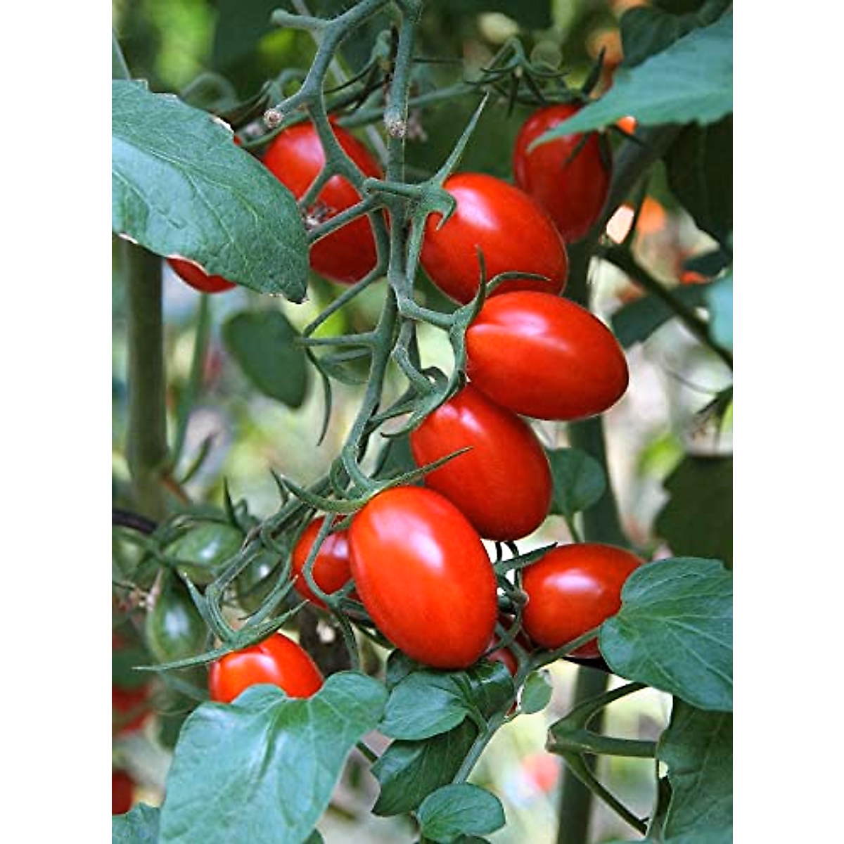 Roma Heirloom Tomato Seeds for Planting, 300+ Seeds Per Packet, (Isla's Garden Seeds), Non GMO Seeds, 90% Germination Rates, Botanical Name: Solanum lycopersicum, Great Home Garden Gift