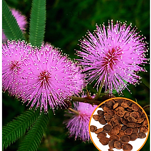 NIKA SEEDS - Flowers Sensitive Plant Pink (Mimosa) - 25 Seeds