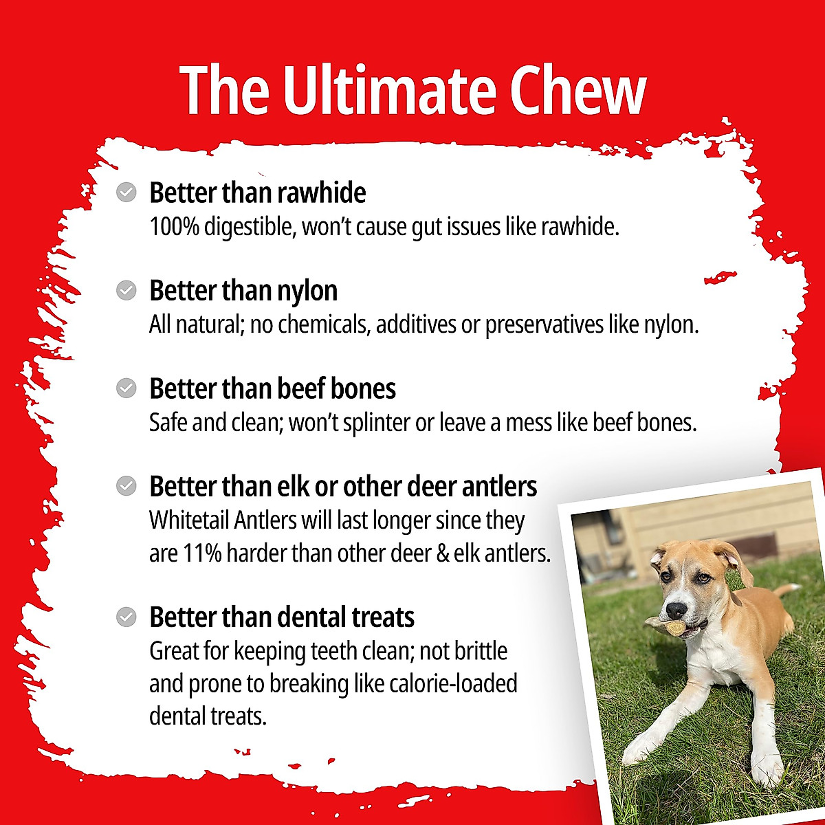 CHEW CHIEF Deer Antler Dogs Medium Breeds - Premium Quality Dog Antlers for Aggressive Chewers - Naturally Shed Dog Chew Antlers - Dog Antler Chews (1 Pack)