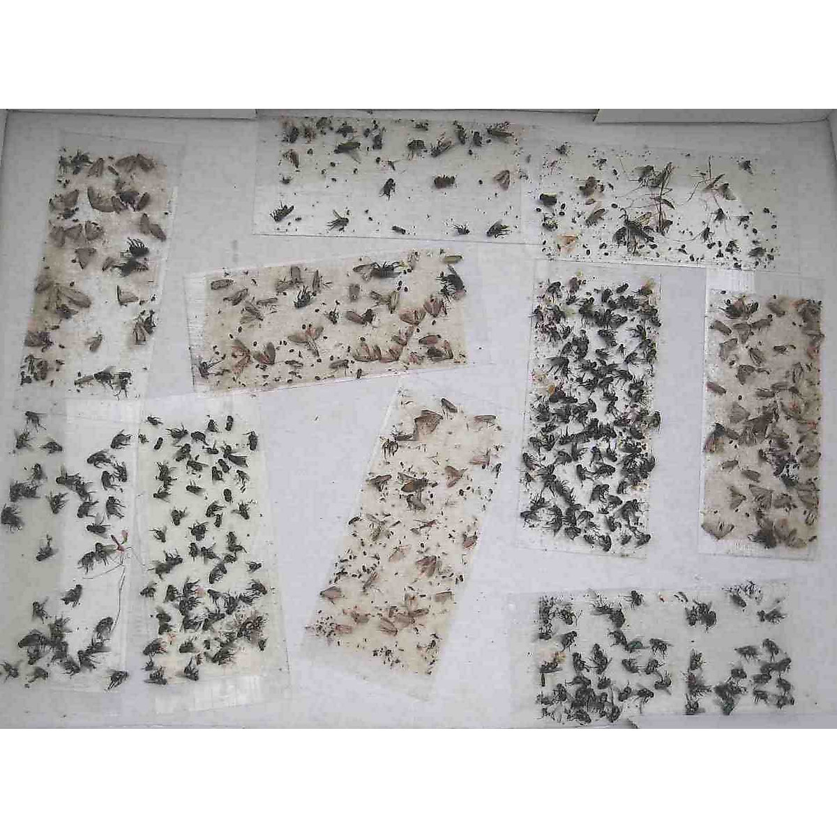 8 pk Economy All Insect Traps/Glue Boards/Window Strips. Fly, Bees, Wasps, Asian Beetles +