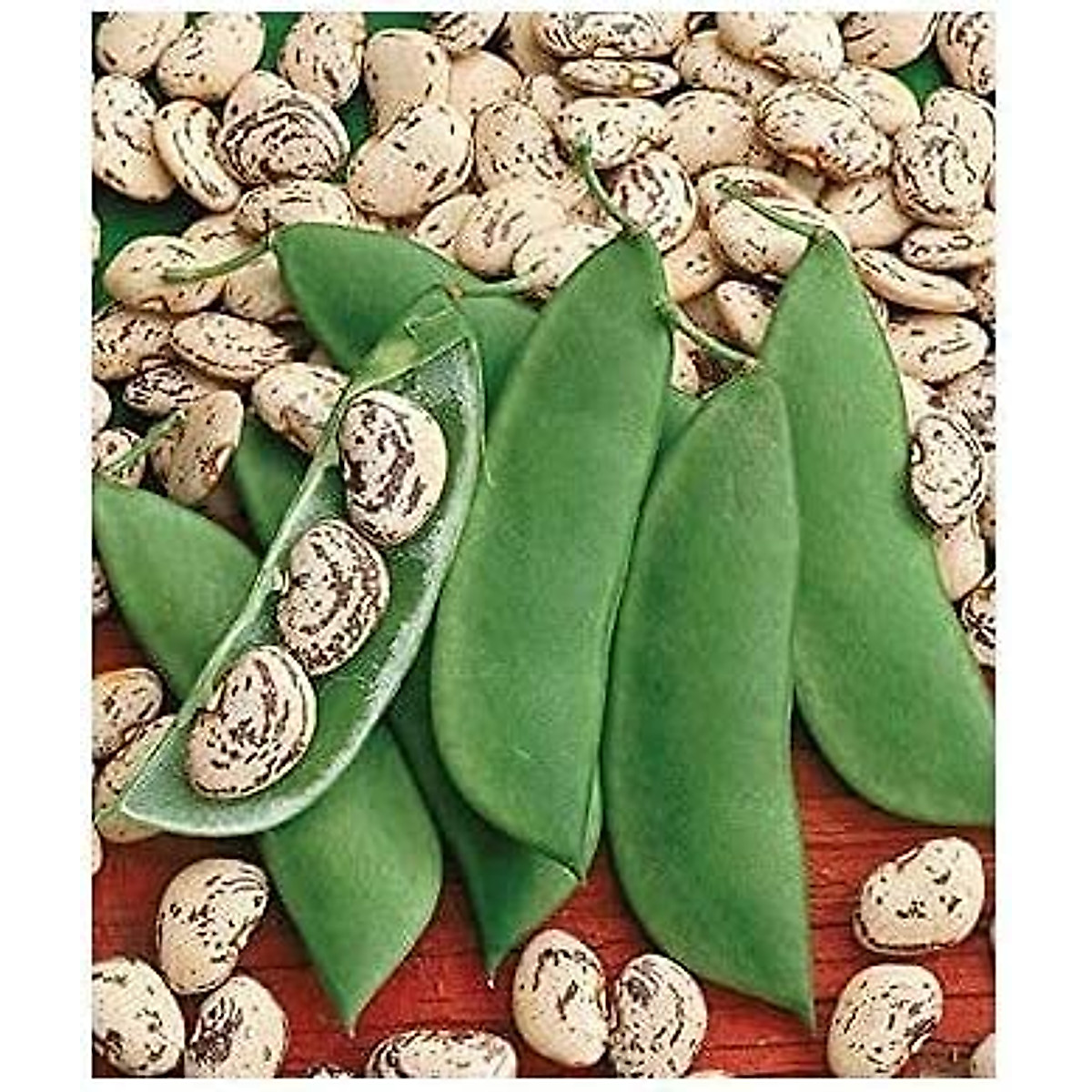 David's Garden Seeds Bean Lima Bush Jackson Wonder FBA-00051 (Green) 100 Non-GMO, Heirloom Seeds