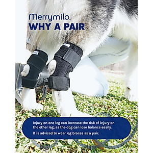 MerryMilo Dog Leg Brace for Rear Hock & Ankle, Canine Hind Leg Joint Compression Wrap for Torn ACL & CCL, Injury and Sprain Protection, Wound Care and Loss of Stability 1 Pair, Size: Large