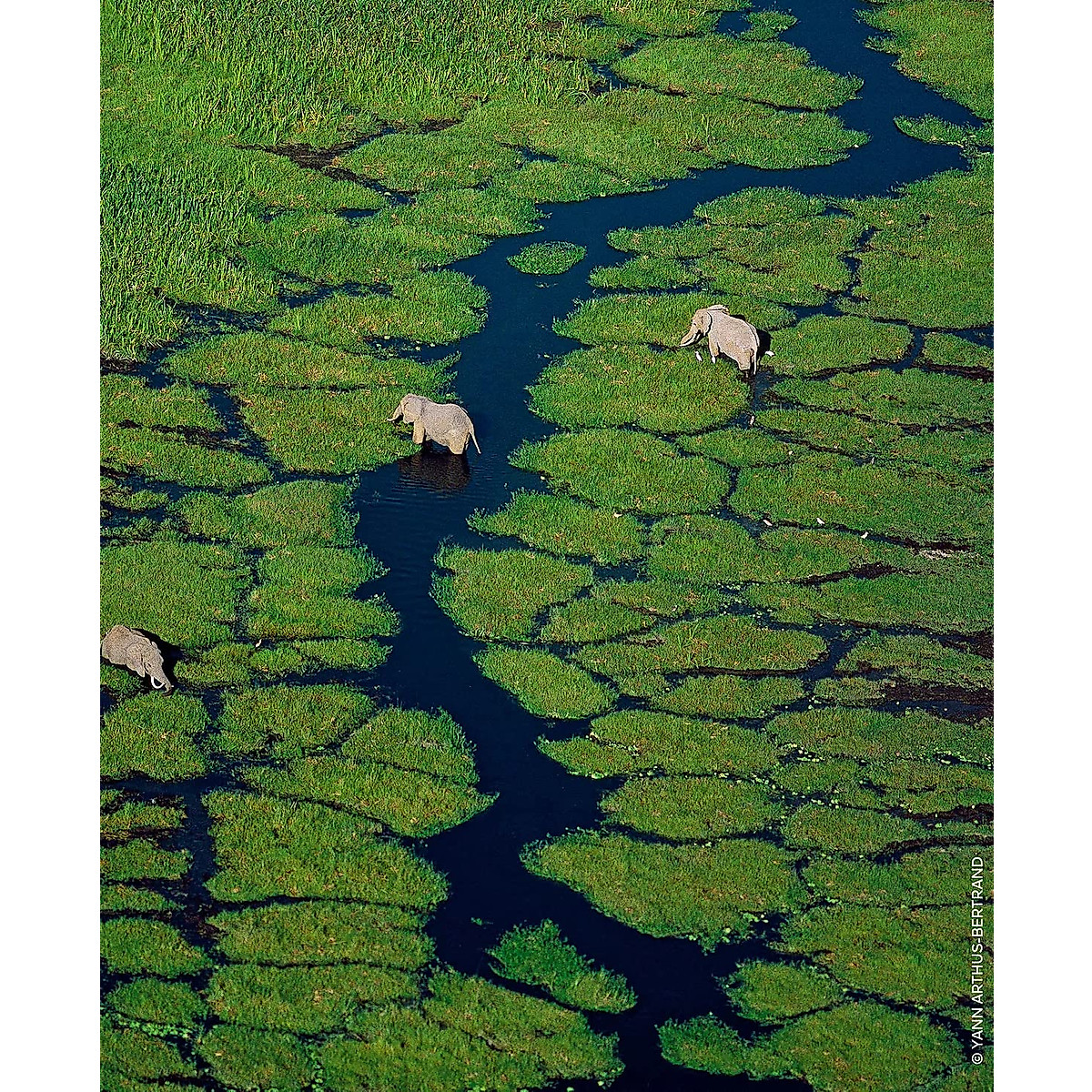 Guerlain Aqua Allegoria Orange Soleia Eau De Toilette Spray for Unisex, 4.2 Ounce