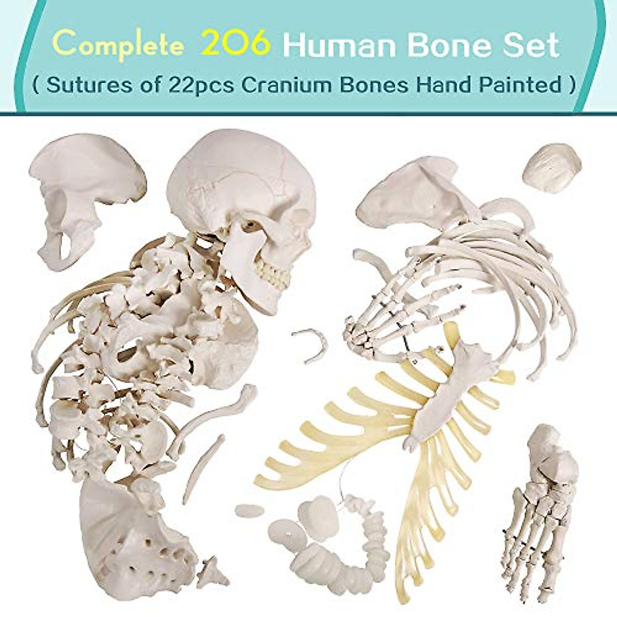 2023 Newest Human Model of Skeleton for Anatomy 67“ High with 200+ Bones Structures,Scientific Disarticulated Human Model of Skeleton Bundle for Anatomy, Full Size Male Skeleton Models with Poster,Skull, Bones, Articulated Hand & Foot