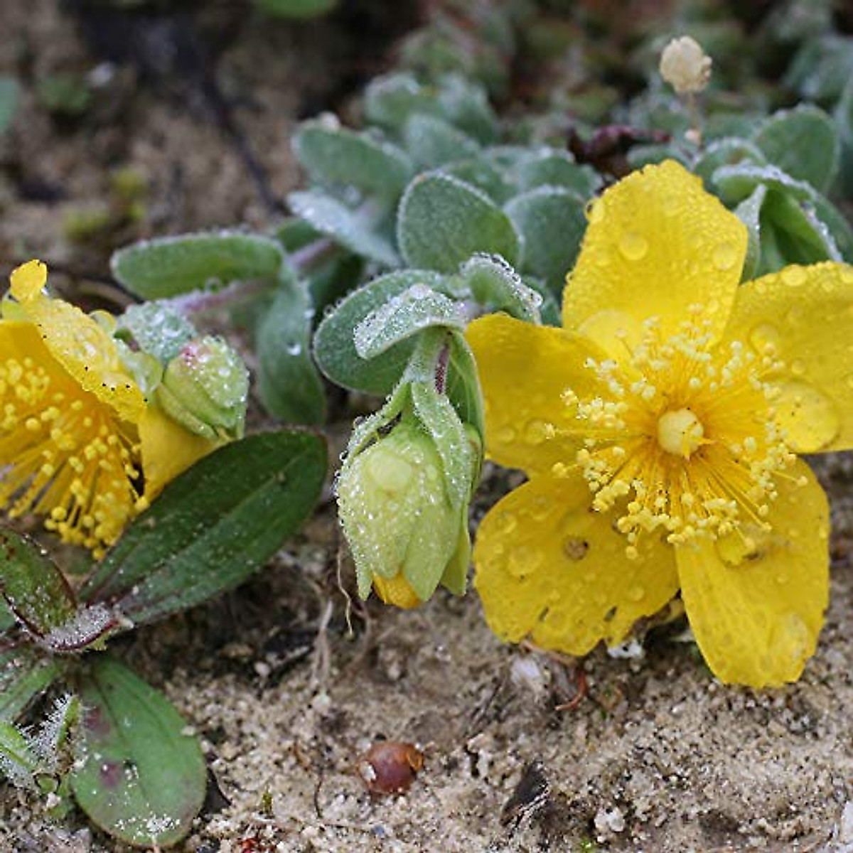 Outsidepride Hypericum Cerastoides Trailing St. John’s Wort Garden Flower & Ground Cover - 200 Seeds