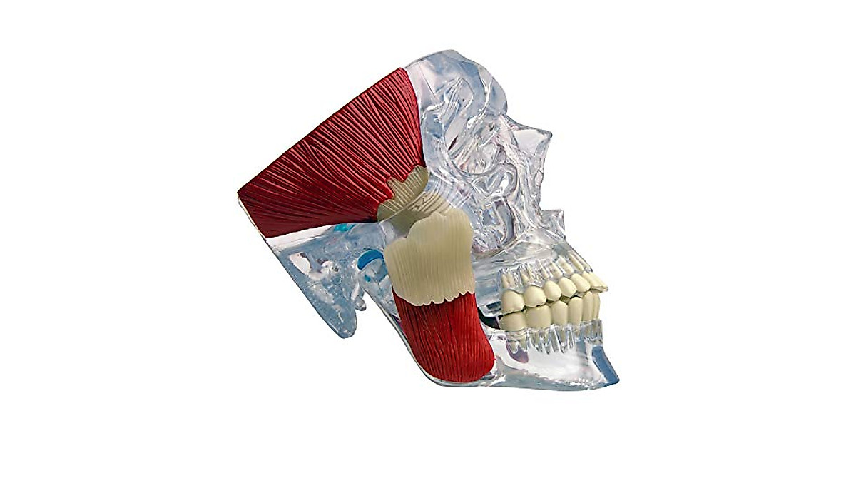 GPI Anatomicals TMJ Model for Anatomy Education